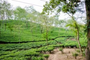 Top 10 Tea Producing States in India: An in-depth Look